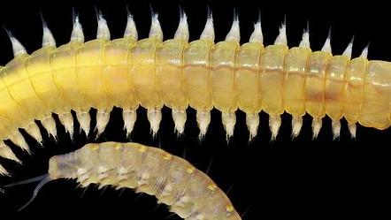 La colección de Poliquetos del MNHN | Museo Nacional de Historia Natural