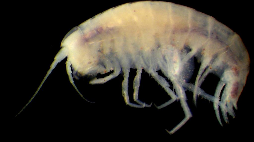 Los anfípodos dulceacuícolas chilenos | Museo Nacional de Historia Natural