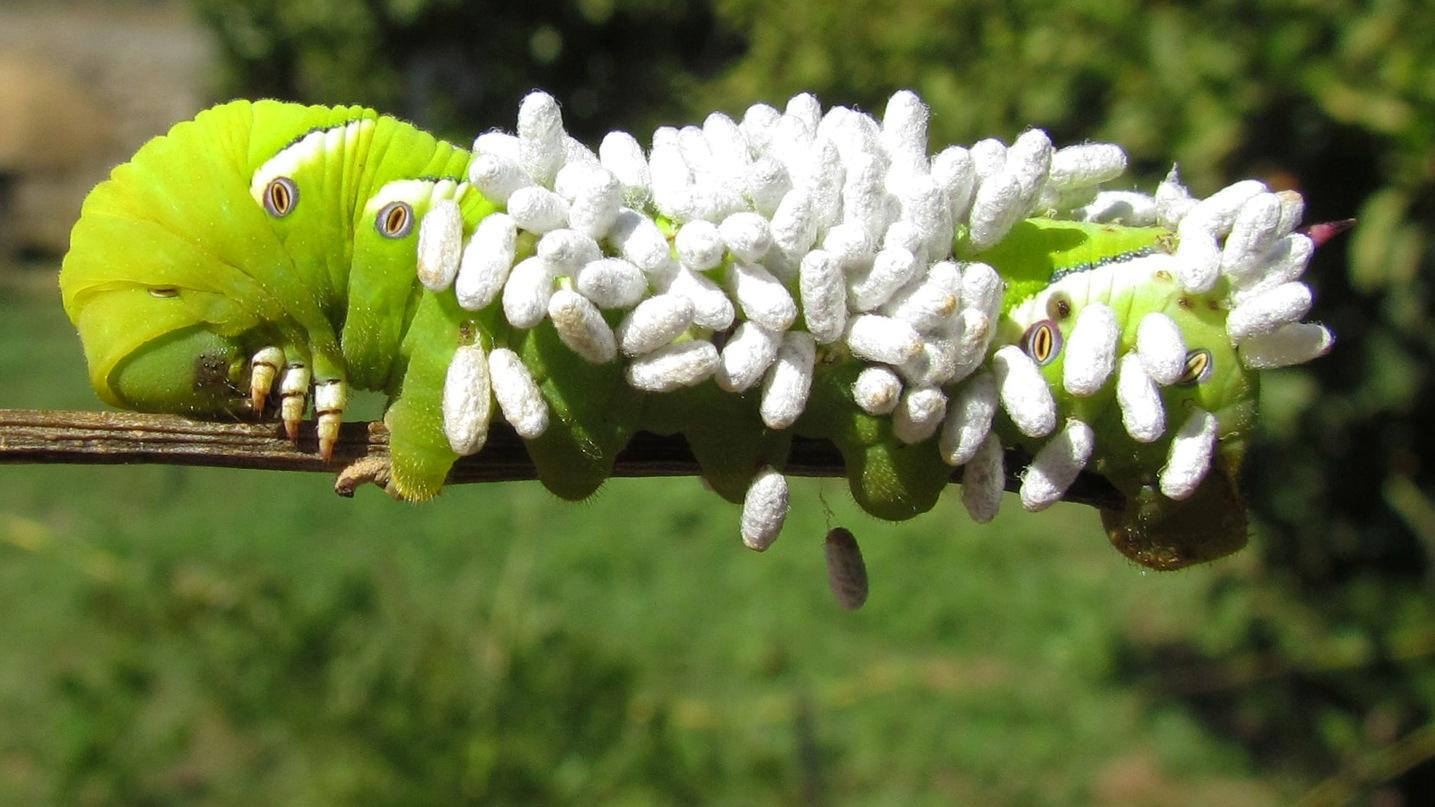 Parasitoides: entre la realidad y la ficción | Museo Nacional de ...