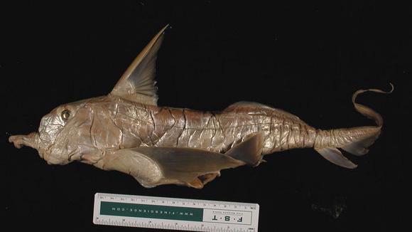 Nueva especie de quimera fósil de la Antártica | Museo Nacional de ...