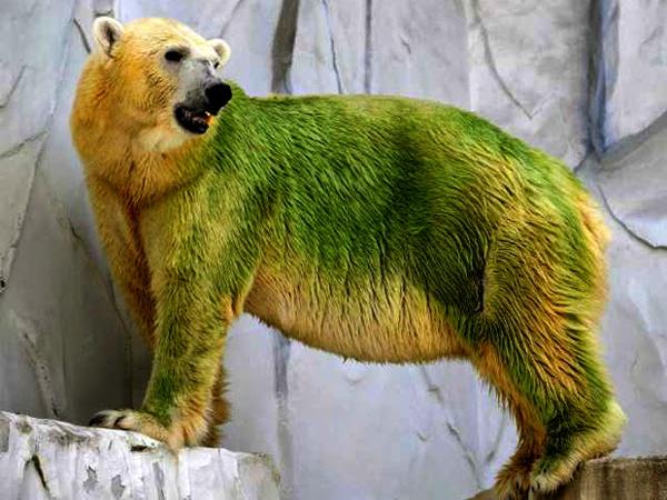 Los colores en los animales III | Museo Nacional de Historia Natural