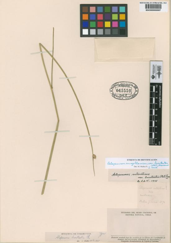 Alopecurus bracteatus Phil. | Museo Nacional de Historia Natural