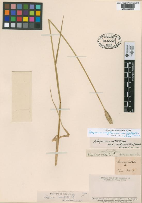 Alopecurus bracteatus Phil. | Museo Nacional de Historia Natural