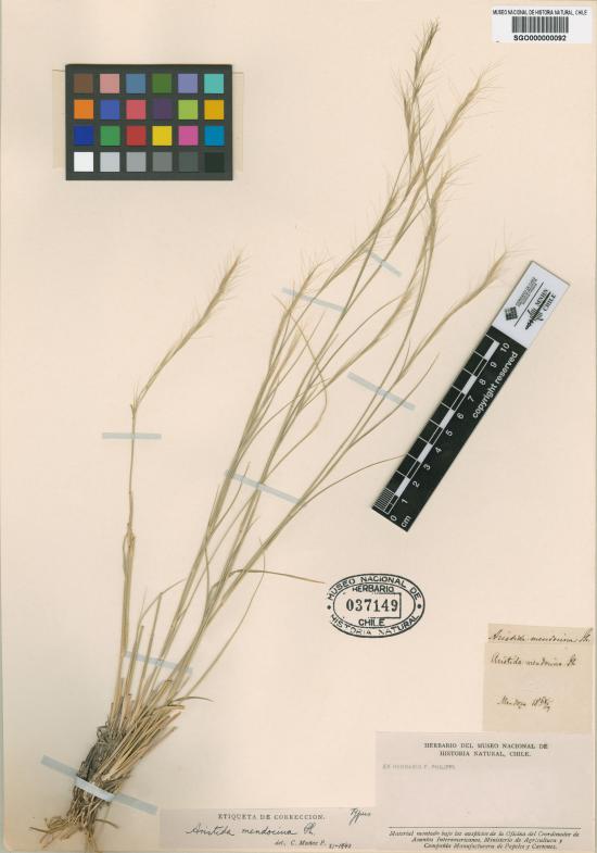 Aristida mendocina Phil. | Museo Nacional de Historia Natural