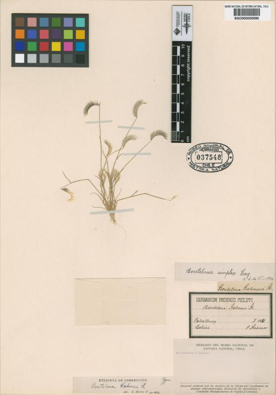 Bouteloua rahmeri Phil. | Museo Nacional de Historia Natural