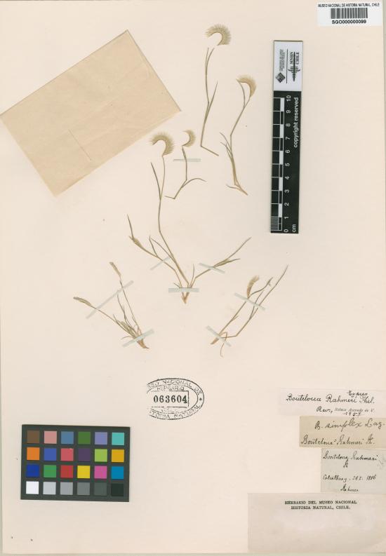 Bouteloua rahmeri Phil. | Museo Nacional de Historia Natural