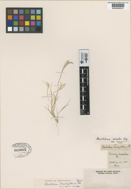 Bouteloua brachyathera Phil. | Museo Nacional de Historia Natural