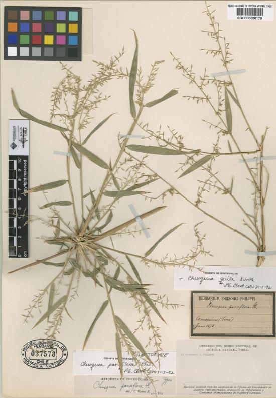 Chusquea parviflora Phil. | Museo Nacional de Historia Natural