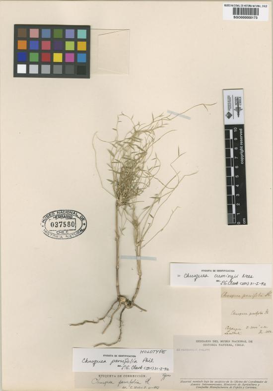 Chusquea parvifolia Phil. | Museo Nacional de Historia Natural