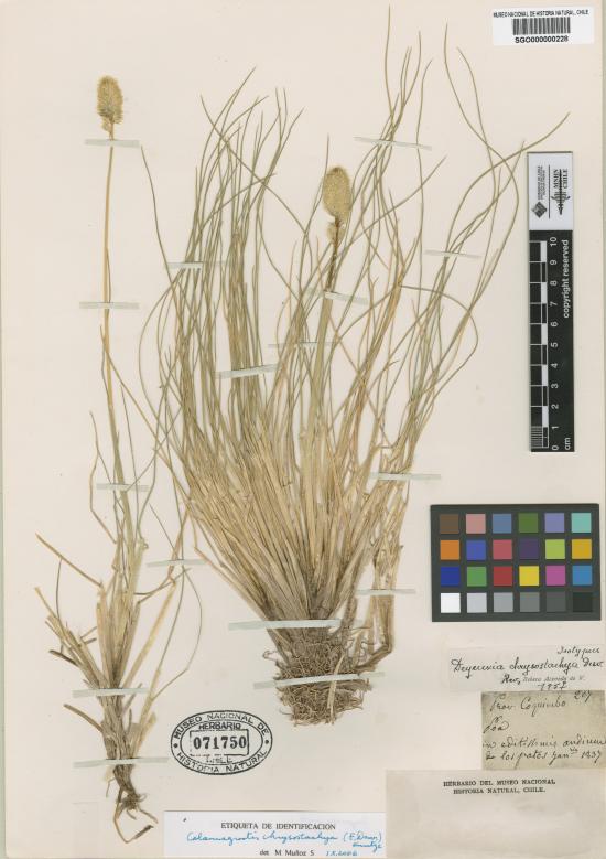 Deyeuxia chrysostachya E. Desv. | Museo Nacional de Historia Natural