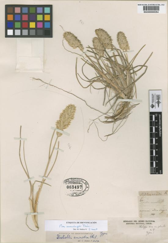 Distichlis ammobia Phil. | Museo Nacional de Historia Natural