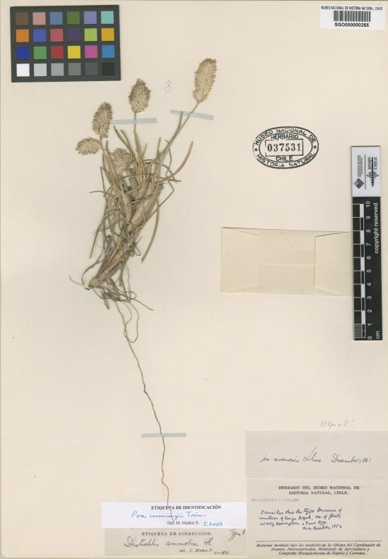 Distichlis ammobia Phil. | Museo Nacional de Historia Natural