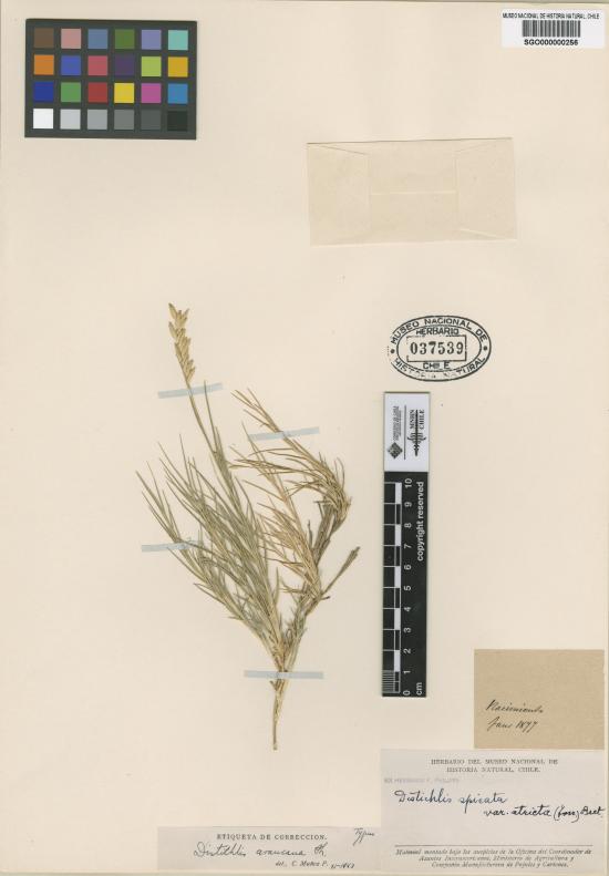 Distichlis araucana Phil. | Museo Nacional de Historia Natural