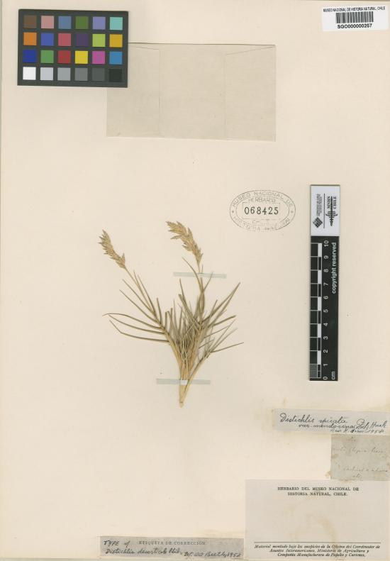 Distichlis deserticola Phil. | Museo Nacional de Historia Natural