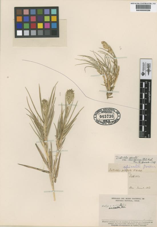 Distichlis hirta Phil. | Museo Nacional de Historia Natural