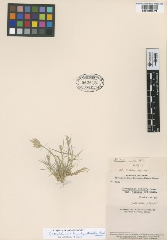 Distichlis viridis Phil. | Museo Nacional de Historia Natural