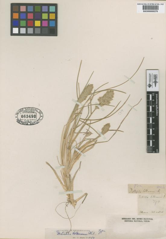 Distichlis volkmanni Phil. | Museo Nacional de Historia Natural