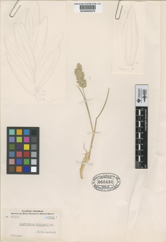 Distichlis volkmanni Phil. | Museo Nacional de Historia Natural