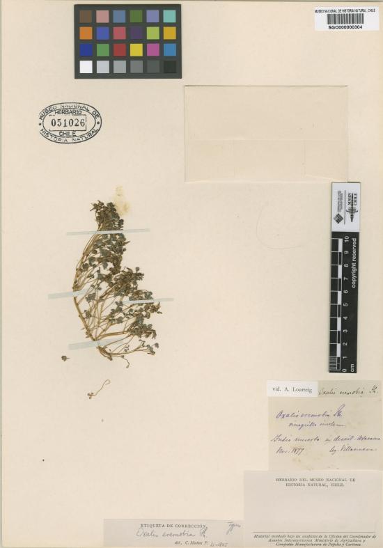 Oxalis eremobia Phil. | Museo Nacional de Historia Natural