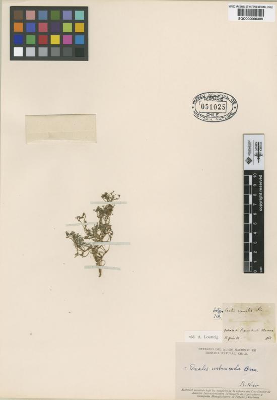 Oxalis eremobia Phil. | Museo Nacional de Historia Natural