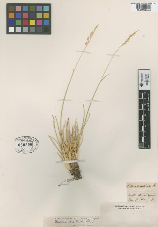 Festuca deserticola Phil. | Museo Nacional de Historia Natural