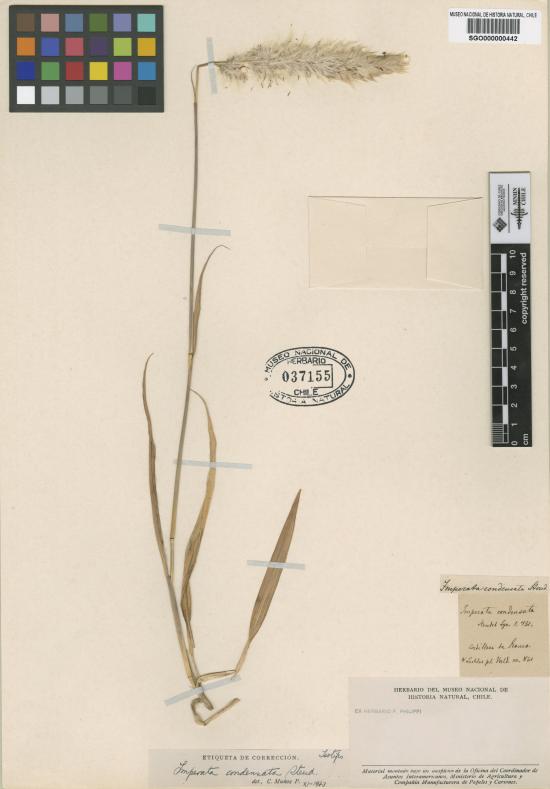 Imperata condensata Steud. | Museo Nacional de Historia Natural