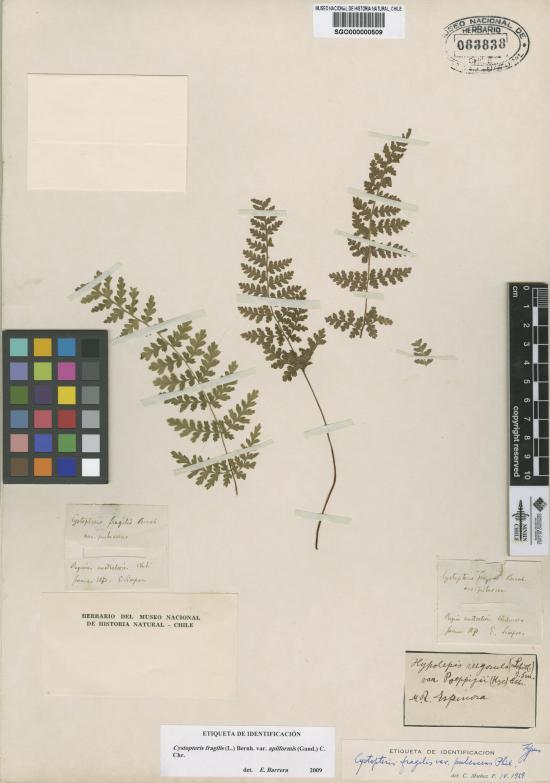 Cystopteris fragilis (L.) Bernh. var. pubescens Phil. | Museo Nacional ...