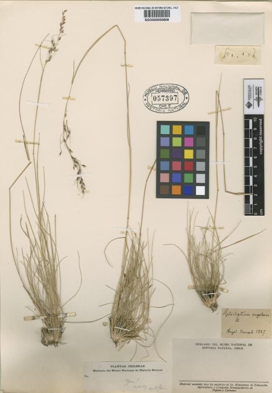 Piptochaetium angolense Phil. | Museo Nacional de Historia Natural