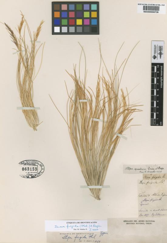 Stipa frigida Phil. | Museo Nacional de Historia Natural