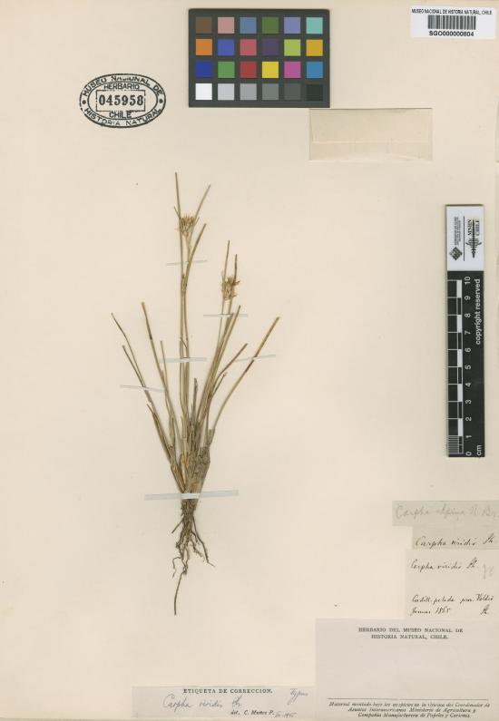 Carpha viridis Phil. | Museo Nacional de Historia Natural