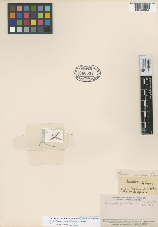 Gilliesia montana Poepp. | Museo Nacional de Historia Natural