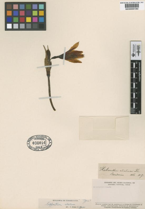 Hippeastrum añañuca Phil. | Museo Nacional de Historia Natural