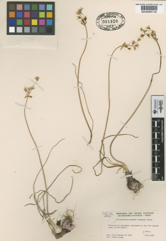 Zoellnerallium andinum (Poepp.) Crosa | Museo Nacional de Historia Natural