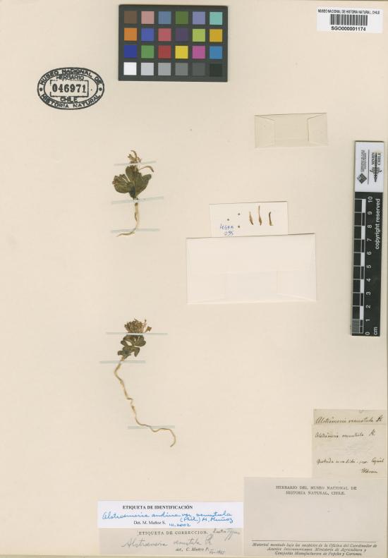 Alstroemeria venustula Phil. | Museo Nacional de Historia Natural