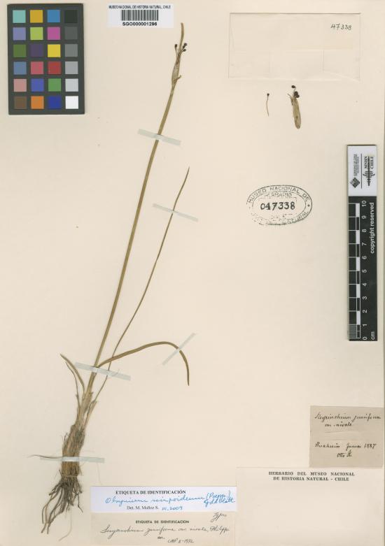 Sisyrinchium junciforme Poepp. var. nivale Phil. | Museo Nacional de ...