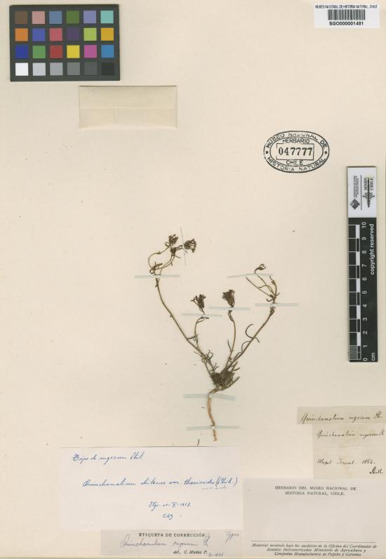 Quinchamalium rugosum Phil. | Museo Nacional de Historia Natural